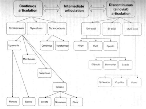 Introductory Lecture Osteology General Data The Human Skeleton Its Development Structure