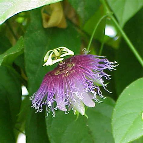 Passiflora Serratifolia Plant Care And How To Grow Water