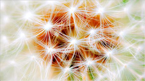 Irrlichter Forum Für Naturfotografen