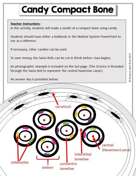 Skeletal System And Bone Structure Activity Modeling Compact Bone With Candy
