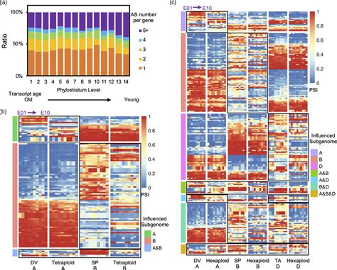 Analysis Of Transcript Age And The Effects Of Polyploidization In Download Scientific Diagram