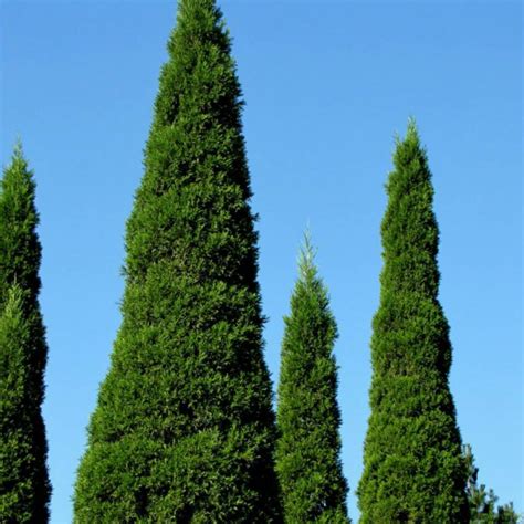 香柏木树图片欣赏香柏木树图片大山谷图库
