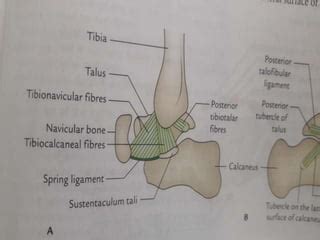 Ankle Joint Anatomy Pptx