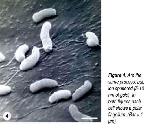 Bacterial Flagella Microscope
