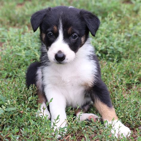 Smooth Border Collie Puppies