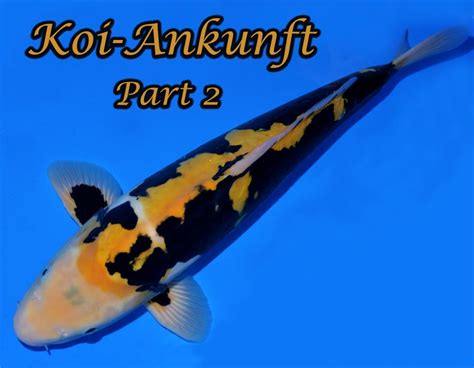 Hi Utsuri Doitsu Showa Beni Kikokuryu Ankunft Neuer Koi Bei Koinet