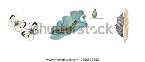 Realistic Color Scientific Illustration Life Cycle Stock Illustration