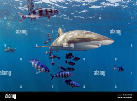 Seidenhai Carcharhinus Falciformis Mit Lotsenfisch Naukrates Ductor