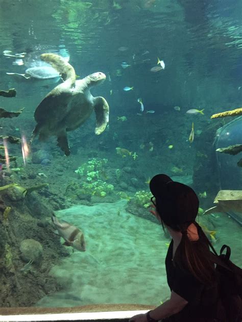 Les Magasins Daquarium à San Diego