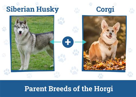 Corgi Husky Mix