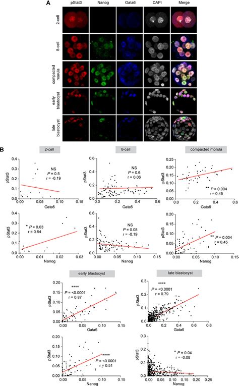 Figure 2 From Lif Supports Primitive Endoderm Expansion During Pre