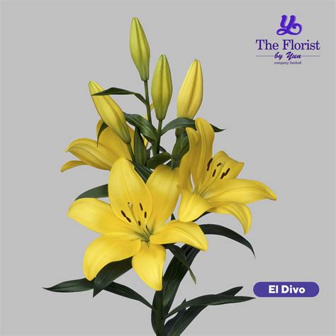 El Divo The Florist By Yun