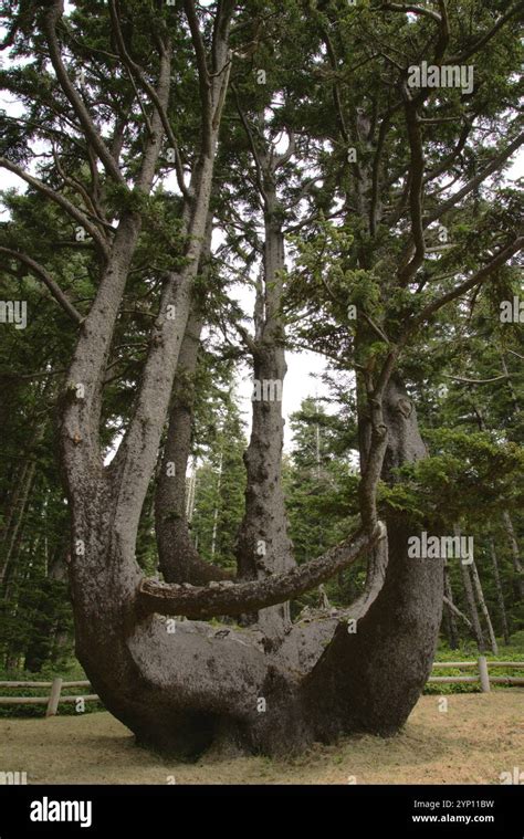 Massive Tree Specifically A Famous Sitka Spruce Picea Sitchensis