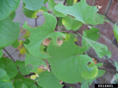 Leafcutter Bees On Shrubs And Flowers University Of Maryland Extension