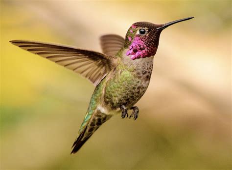 California Hummingbirds Types Of Hummingbirds All Hummingbird Species