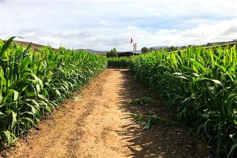 Pathway In Corn Field Free Photos On