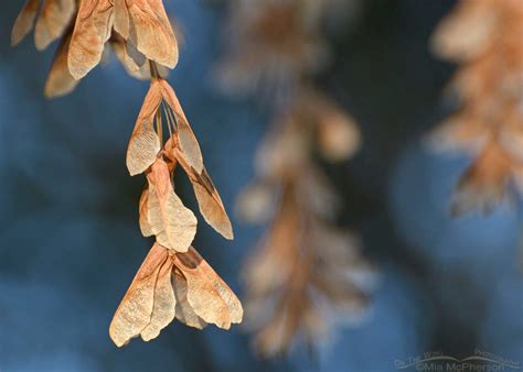 Box Elder Seeds And Water Birch Leaves Mia Mcphersons On The Wing