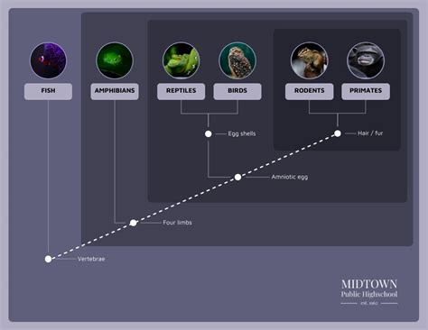 Animal Evolution Cladogram