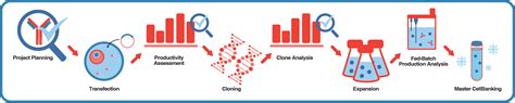 Cell Line Development Leinco Technologies
