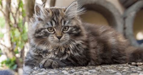 Cat Breeds In Germany At Ronald Lockett Blog