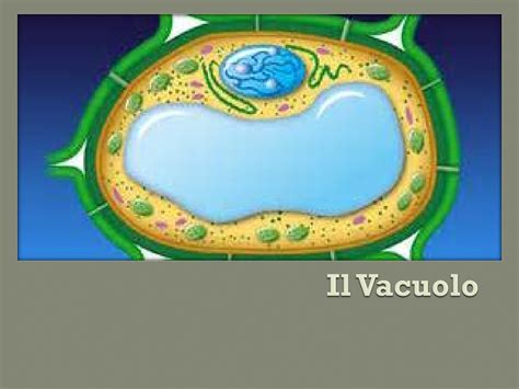Vacuolo
