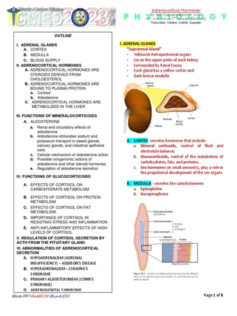 Topic3 4 Physiology Adrenocortical Hormones Pdf Adrenal Gland Cortisol