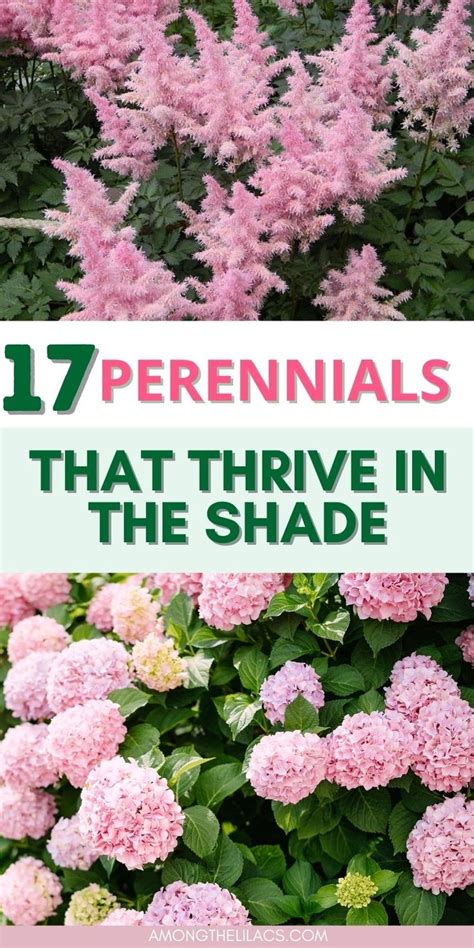 17 Best Shade Loving Perennials For Beautiful Gardens Shade Perennial