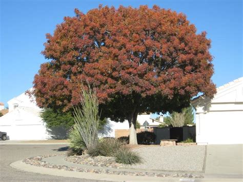 Red Push Pistache Is A Good Choice For Large Yard Leisure