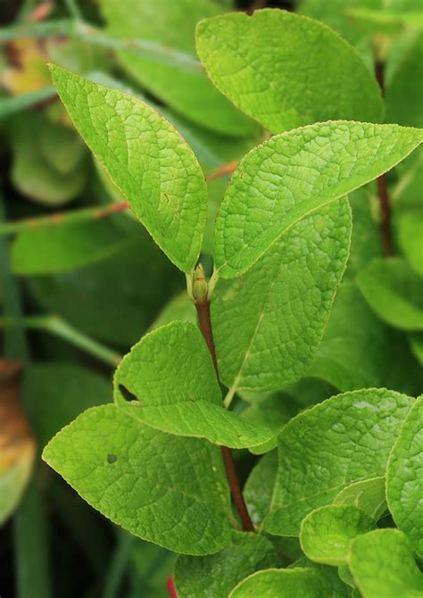 Euonymus Sachalinensis Изображение особи Плантариум