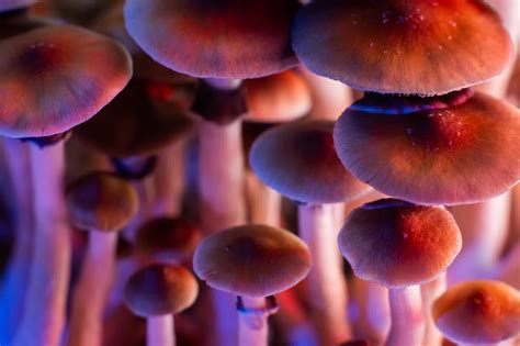 Lsd Vs Mushrooms Side Effects Clearbrook Centers