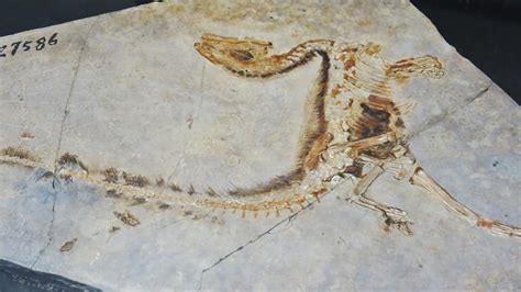 Sinosauropteryx Fossil A Photo On Flickriver