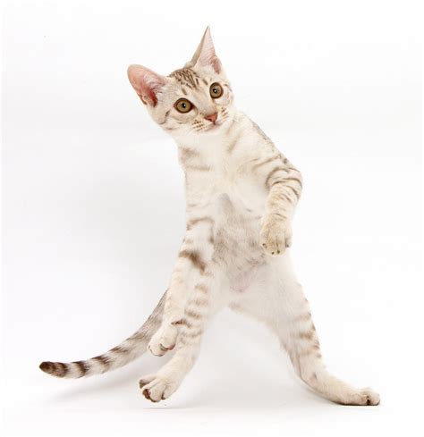 Ocicat Kitten White