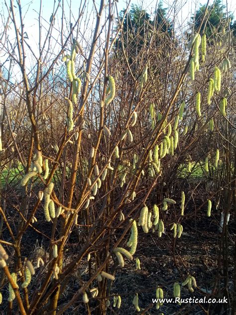 Harvesting Hazel Sticks Rustical