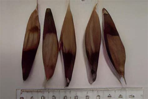 Wild Karuka And Another Pandanus Fruit Species Bushguide 101