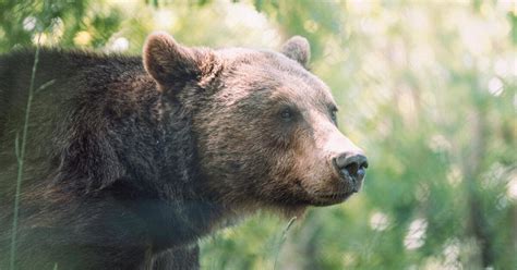 KvÍz O Medveďoch Čo Viete O Našej Najväčšej šelme