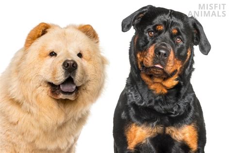Rottweiler Chow Mix Breed Info Needs And Pictures