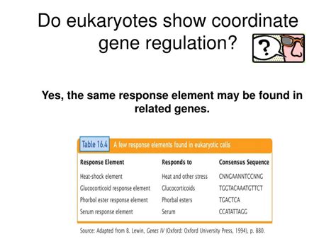 Ppt Chapter 16 Control Of Gene Expression Powerpoint Presentation Free Download Id6689512