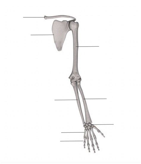 Anatomy Appendicular Upper Limb Labeling Diagram Quizlet