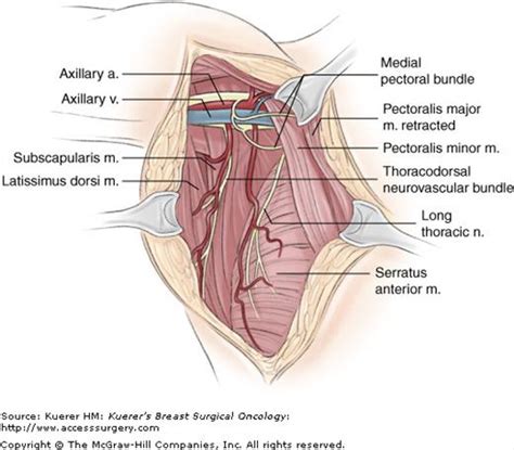 Thoracodorsal Nerve Axillary Dissection
