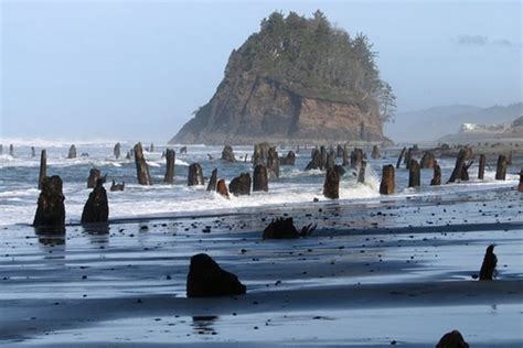 Neskowin Ghost Forest In Oregon Neskowin Oregon Oregon Coast