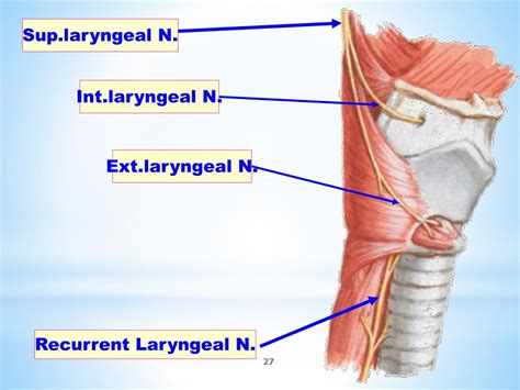 Ppt The Larynx Powerpoint Presentation Free Download Id5515541