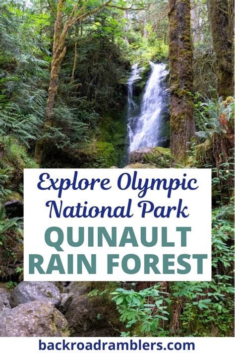 Explore The Incredible Quinault Rain Forest In Olympic National Park