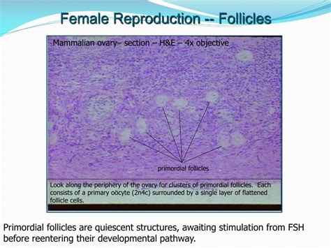 Ppt Histology Review Reproductive System Powerpoint Presentation