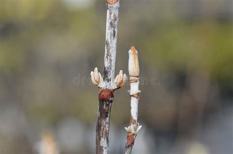 Oakleaf Hydrangea Ice Crystal Stock Image Image Of Name Quercifolia