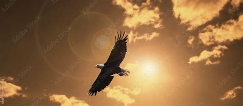 Poster Silhouette Eagle Flying Against Evening Sunset Sky With Lens