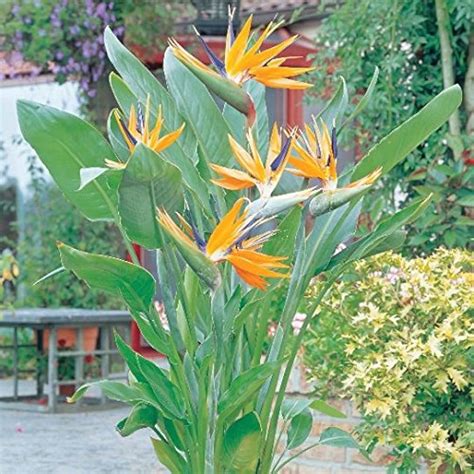 Different Birds Of Paradise Plant