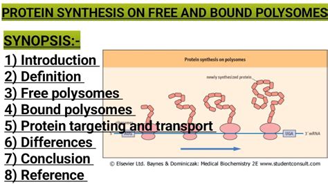 Protein Synthesis On Free And Bound Polysomes Free Polysomes Bound
