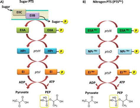 Phosphorylation Systems In Symbiotic Nitrogen Fixing Bacteria And Their