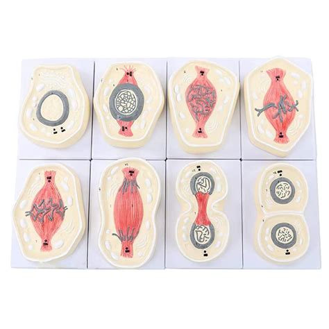 Cell Model Anatomical Cell Mitosis Model Division Chromosome Specimen