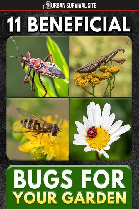 Beneficial Predatory Insects Artofit